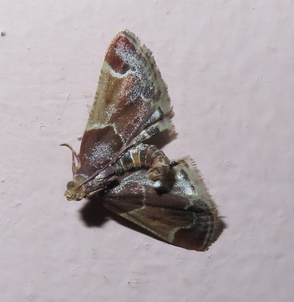 Meal moth from Gardens, Cape Town, 8001, South Africa on November 27 ...