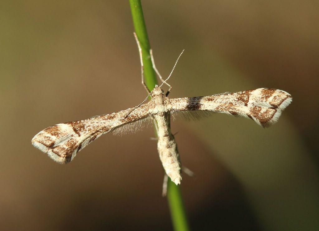 Irish Plume Moth from Ступинский р-н, Московская обл., Россия on May 22 ...