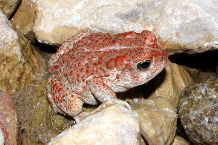 Arizona Toad (Reptiles, Amphibians and Fish of the Kaibab National ...