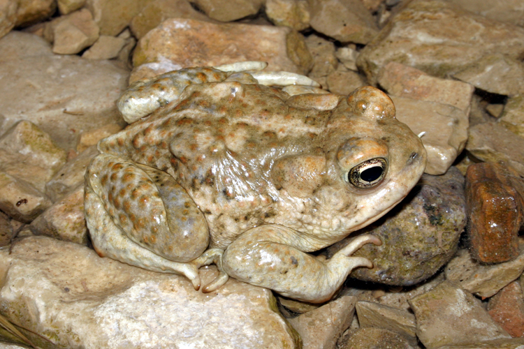 Arizona Toad (Reptiles, Amphibians and Fish of the Kaibab National ...