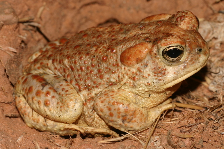 Arizona Toad (Reptiles, Amphibians and Fish of the Kaibab National ...