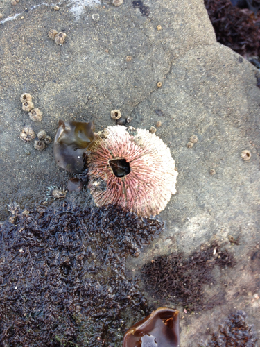 Pink Volcano Barnacle (Multi-Agency Rocky Intertidal Network ...
