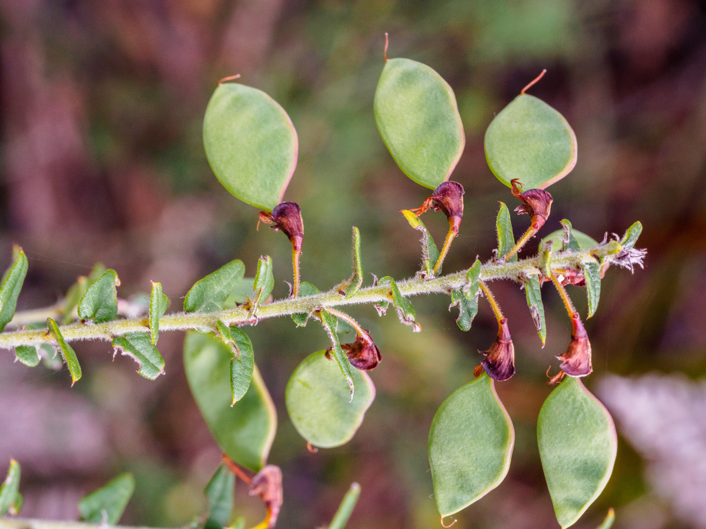 Showy Bossiaea (Bossiaea cinerea) - Botanical Realm