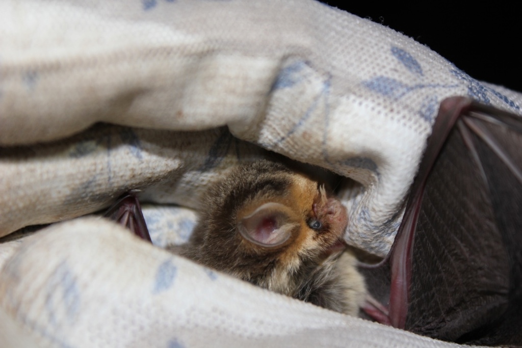 Percival's Trident Bat (Cloeotis percivali) - Know Your Mammals