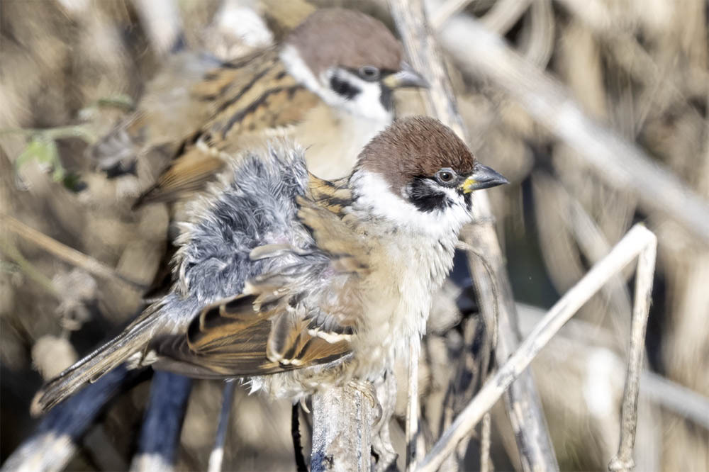 Passer montanus saturatus from 日本、〒206-0001 東京都多摩市和田 on November 27 ...