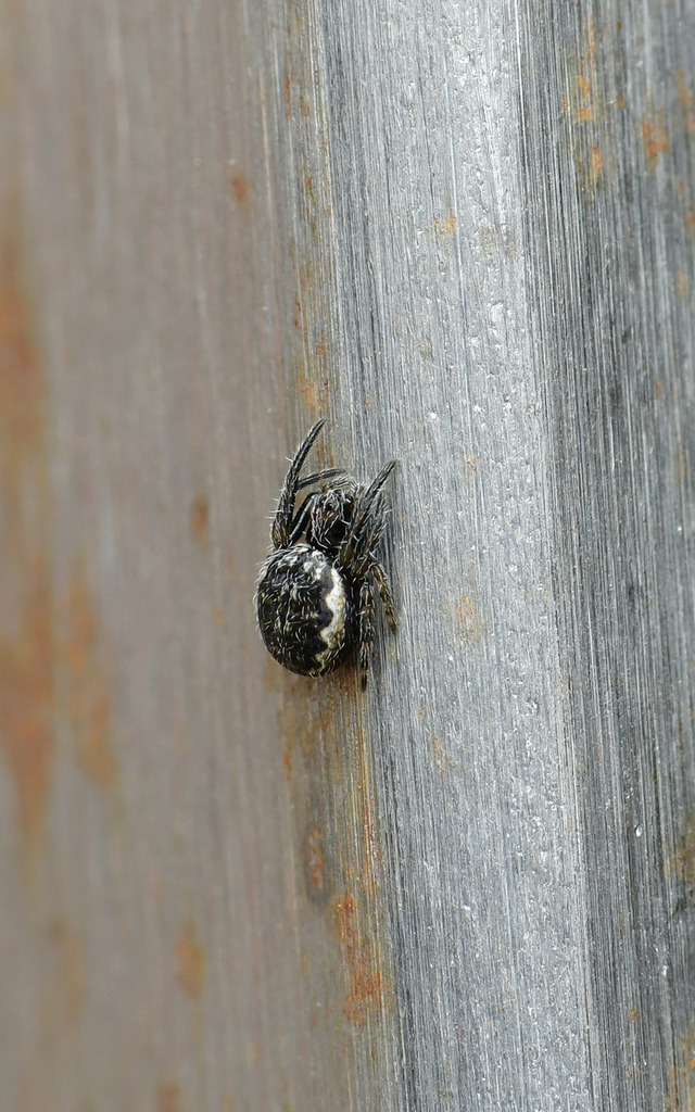 Walnut Orbweaver from Albena, Bulgaria on September 22, 2025 at 04:46 ...