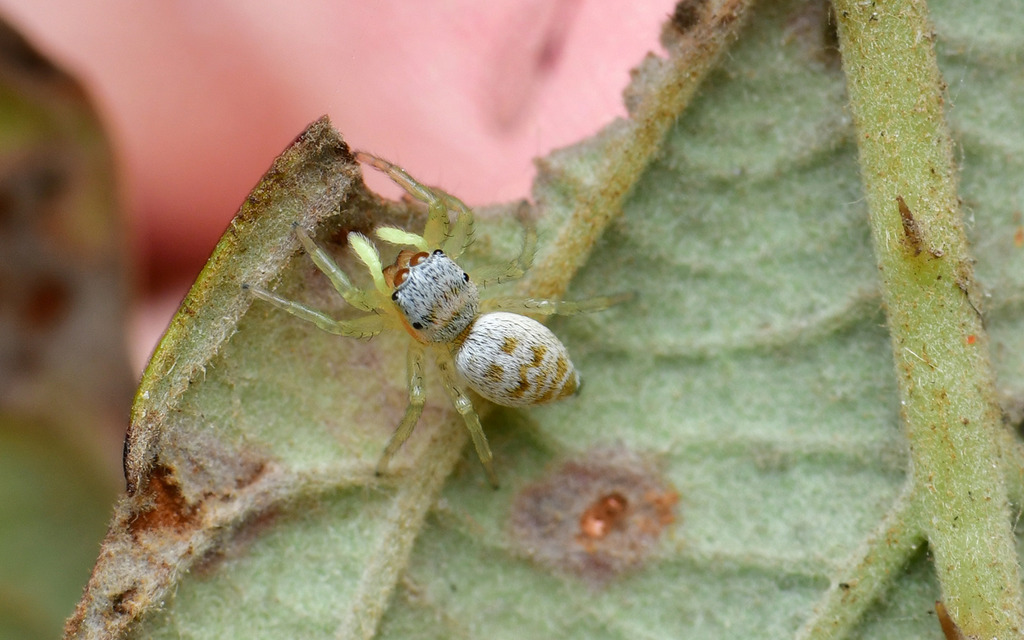 Heliophanus simplex from Kavarna, Bulgaria on September 23, 2025 at 04: ...