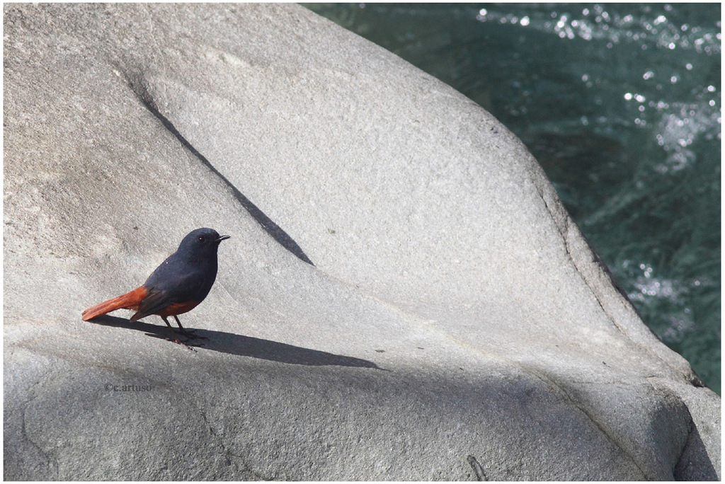 Luzon Redstart (Mt. Pulag Biodiversity) · iNaturalist