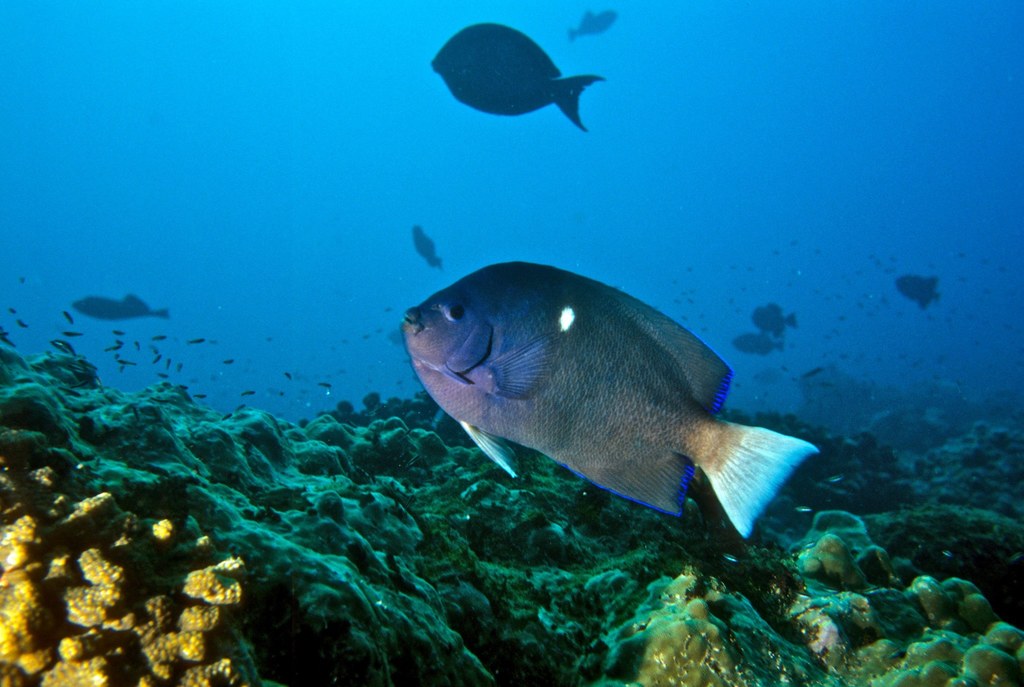 Clipperton Angelfish (Holacanthus limbaughi) - Marine Life Identification