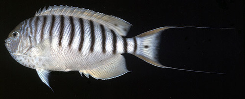 Genicanthus spinus · NaturaLista Colombia