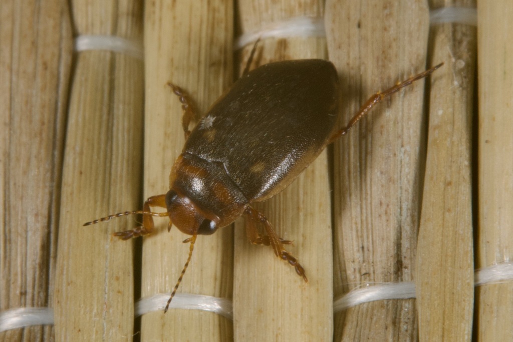 Hydroporus dorsalis from Ócsa, 2364 Hungary on June 27, 2025 at 09:52 ...