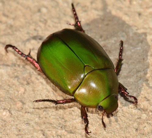 Large Green Chafer (Anomala cupripes) · iNaturalist