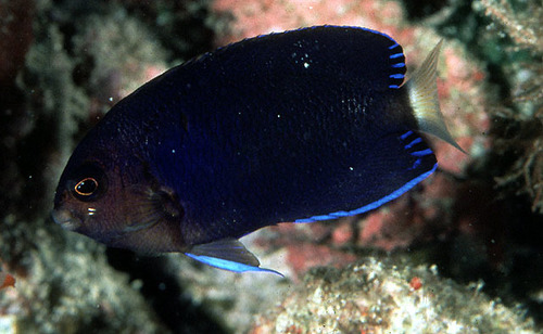 Whitetail Angelfish (Centropyge flavicauda) · iNaturalist