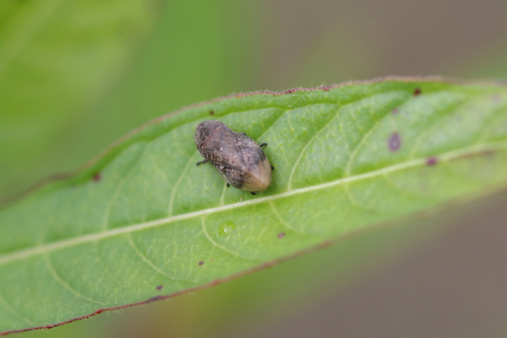 angular spittlebug from Big Cypress, FL, USA on January 12, 2020 at 02: ...