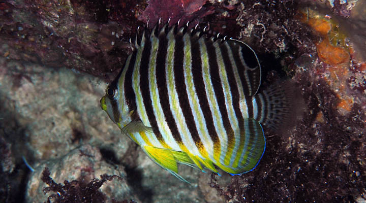 Barred Angelfish (Centropyge multifasciata) - Marine Life Identification
