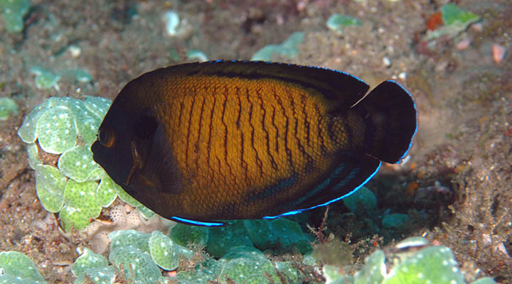Brown Pygmy Angelfish (Centropyge multispinis) - Marine Life Identification
