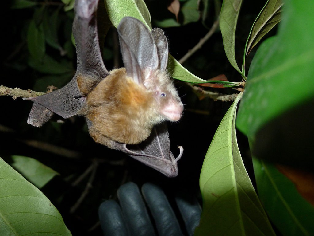 Large-eared Slit-faced Bat (Nycteris macrotis) - Know Your Mammals