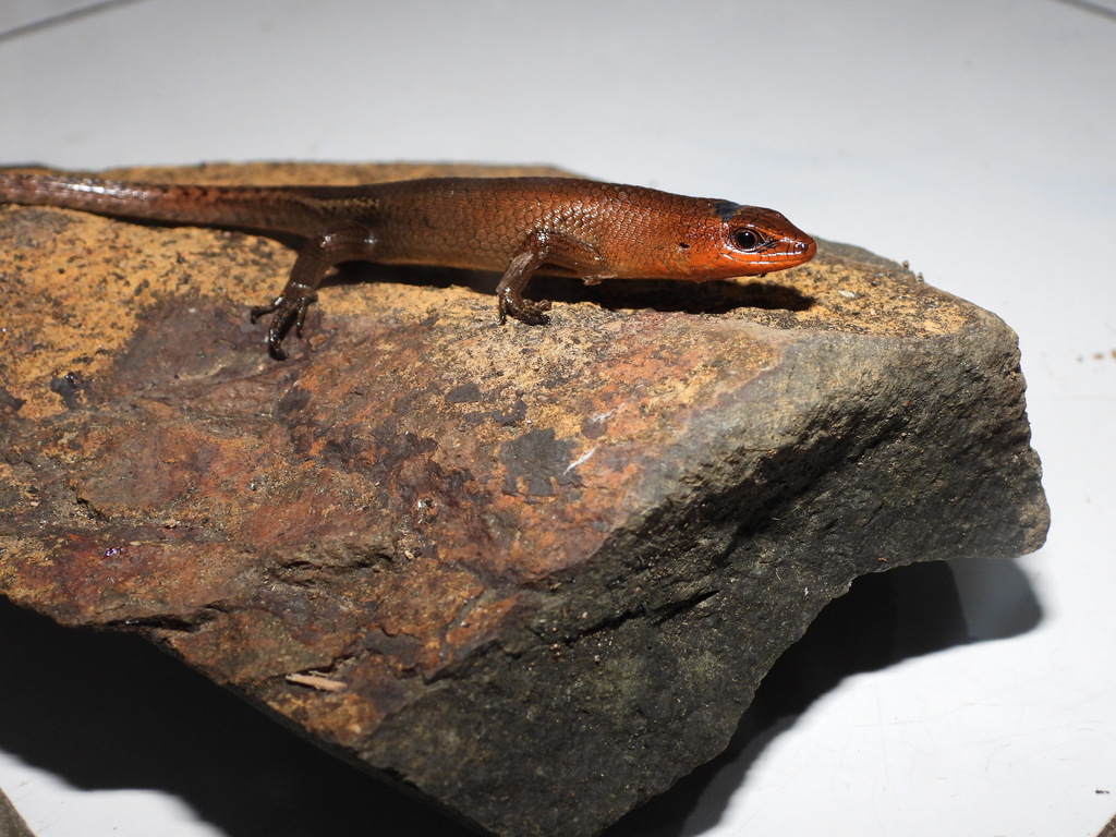 Rough-scaled Sun Skink from Kabupaten Way Kanan, Lampung, Indonesia on ...
