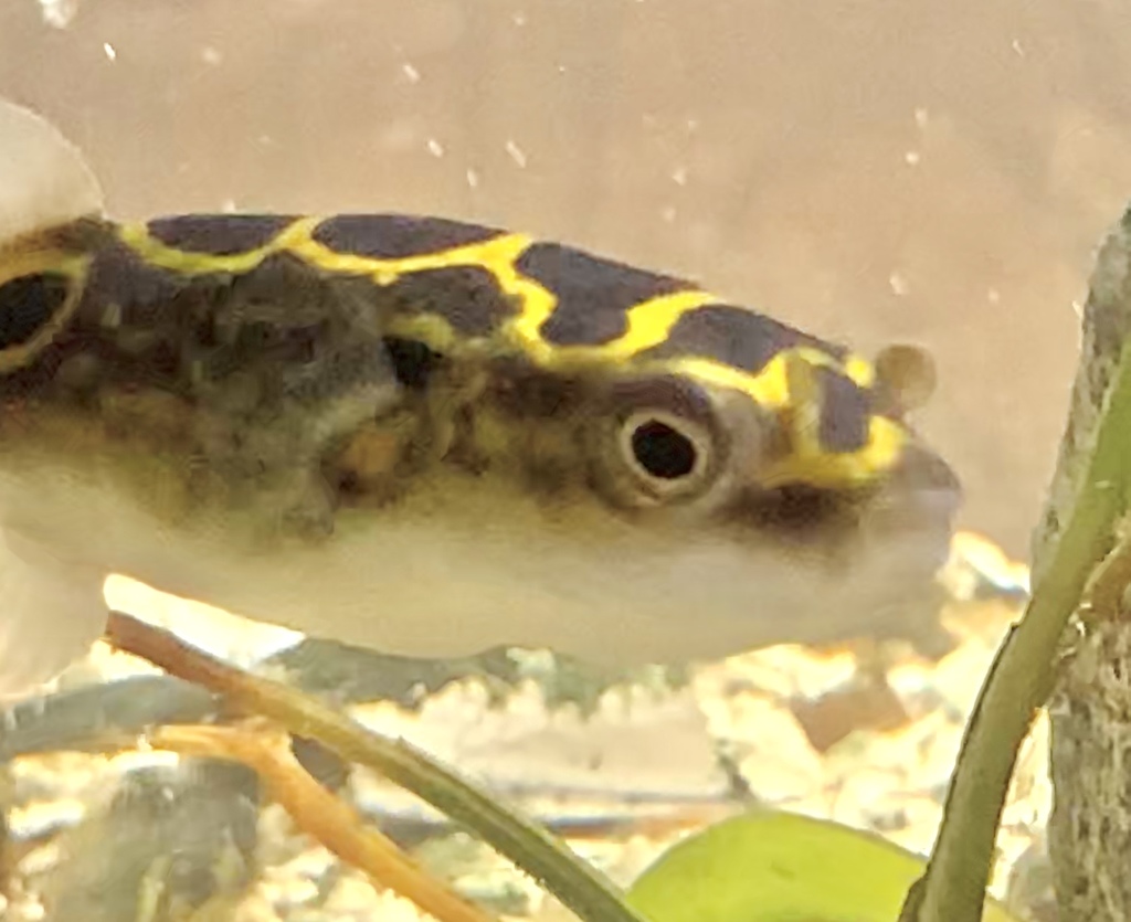 Eyespot Puffer in January 2020 by Ty Smith. One of my captive specimens ...