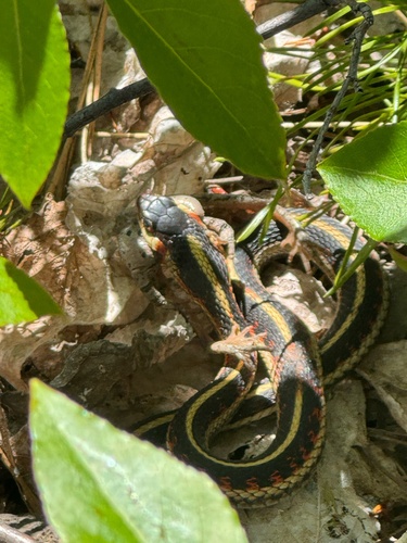 Valley Garter Snake (Thamnophis sirtalis fitchi) - Snakes and Lizards
