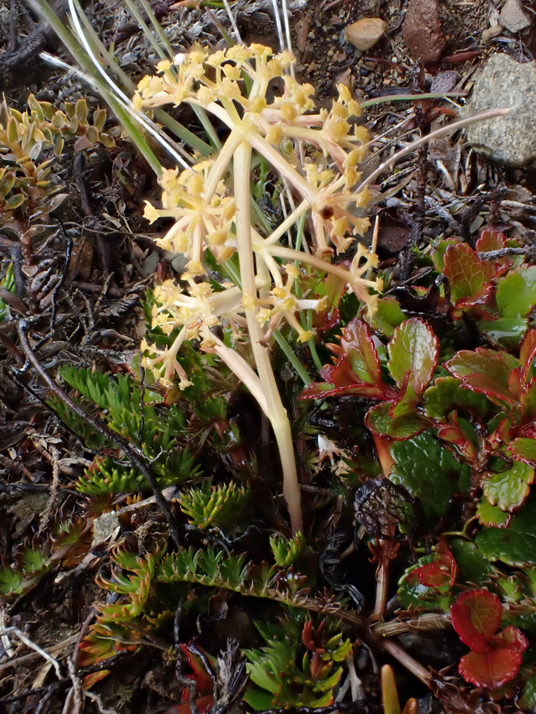 Kopoti from Ohau, New Zealand on December 20, 2019 at 11:39 AM by ...