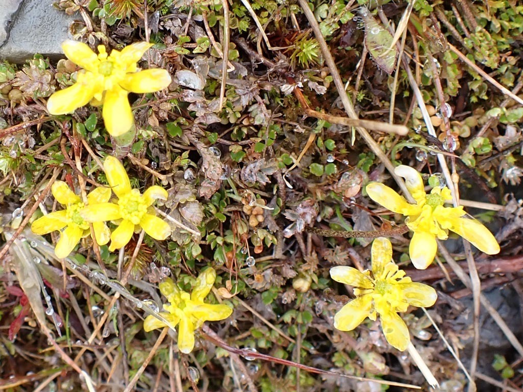 Ranunculus gracilipes from Ohau, New Zealand on December 20, 2019 at 10 ...