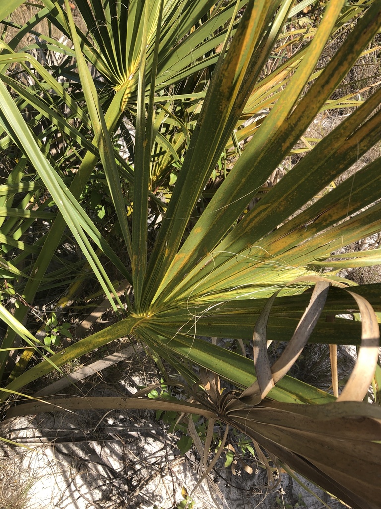 Scrub Palmetto from Pinellas County, US-FL, US on January 12, 2020 at ...