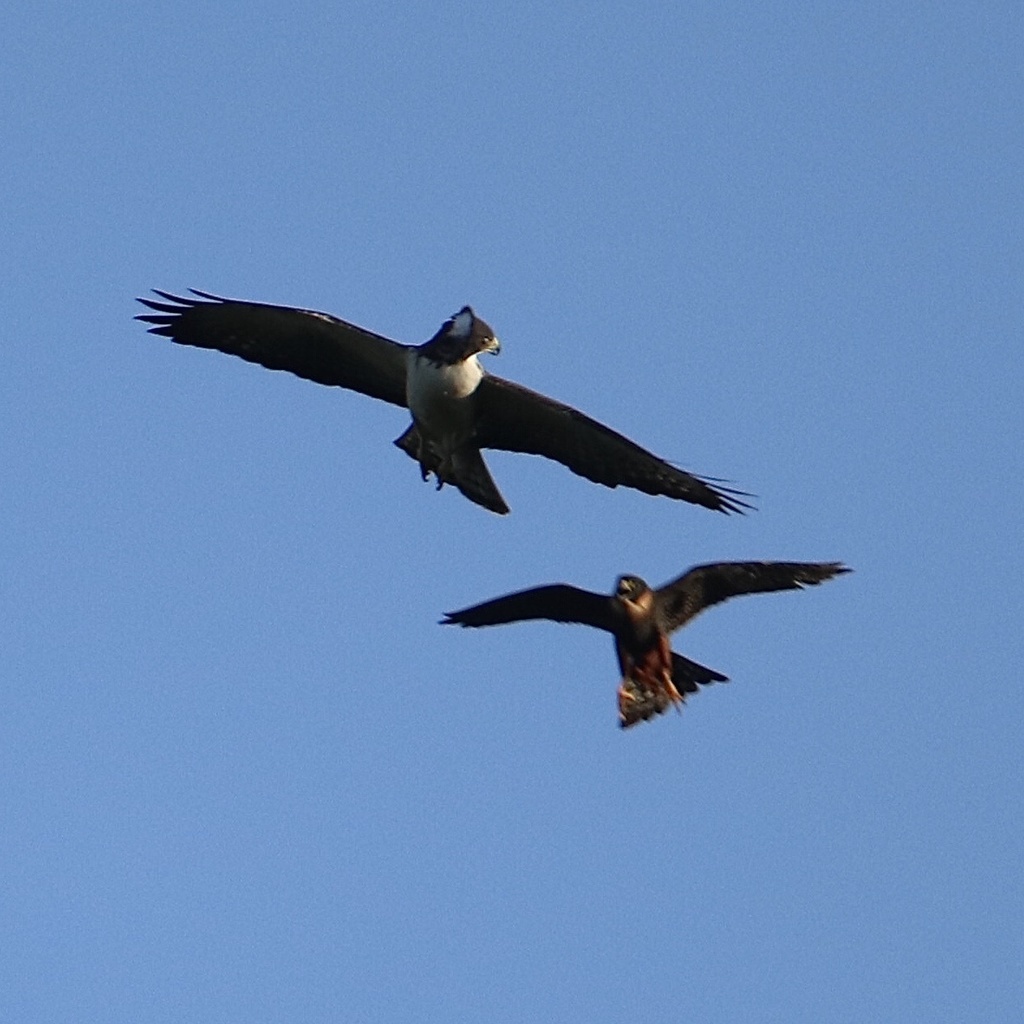 Bat Falcon from Provincia de Panamá, PA on January 12, 2020 at 05:34 PM ...