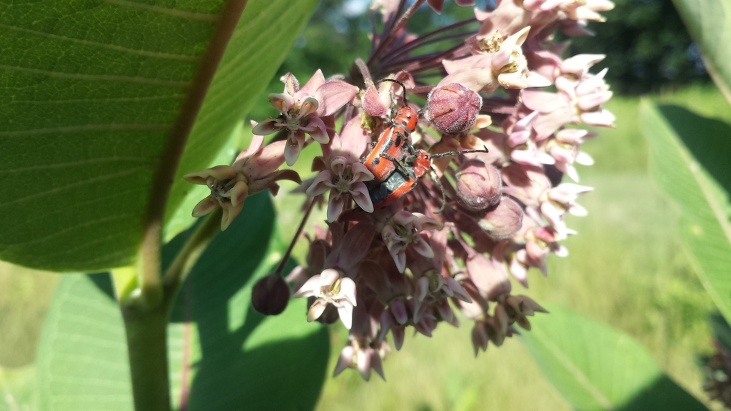 Red Milkweed Beetle from Washington County, WI, USA on July 09, 2016 at ...