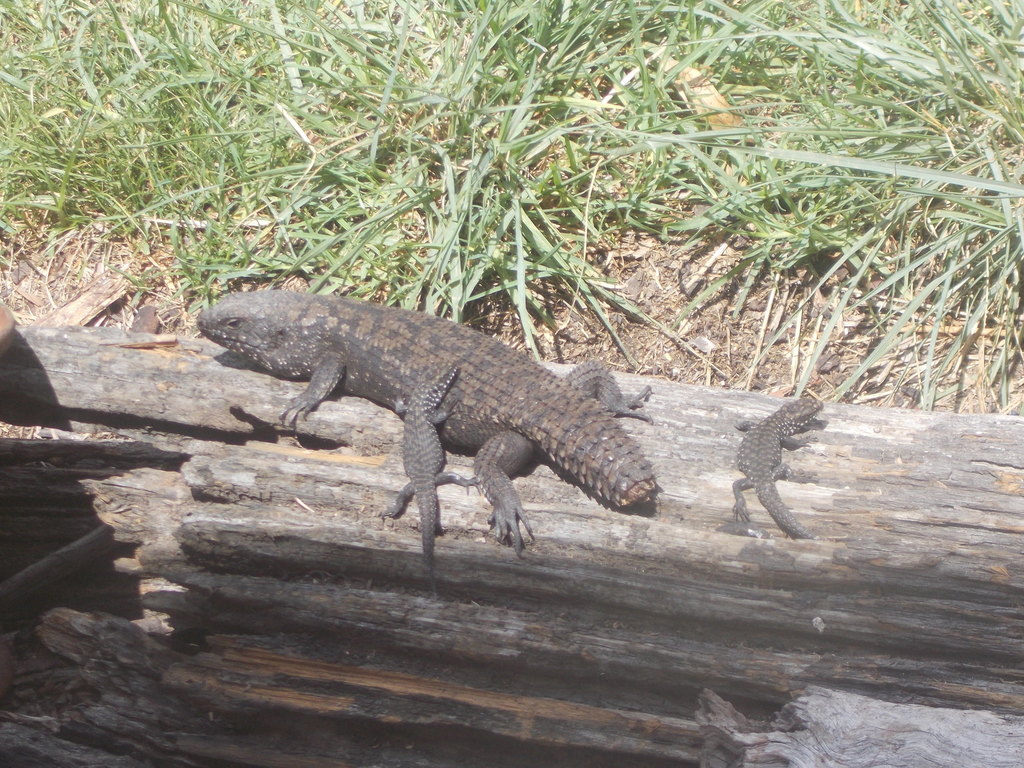 Cunningham's Skink from Upper Tooloom NSW 2475, Australia on 13 January ...