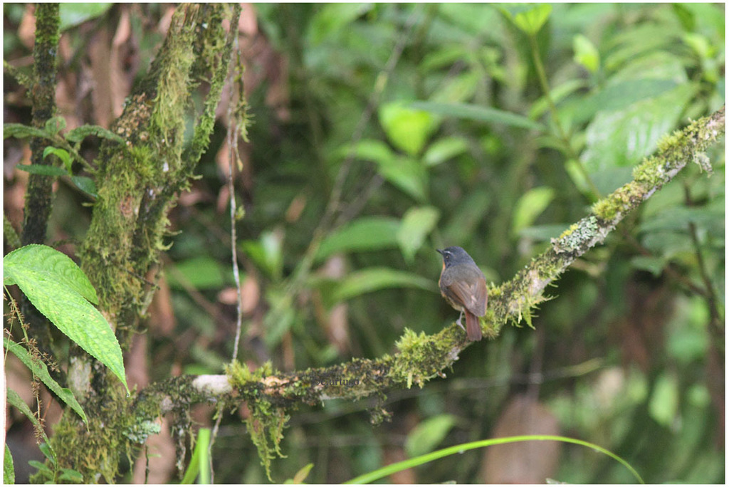 Bundok Flycatcher (Ficedula luzoniensis) - Avian Discovery