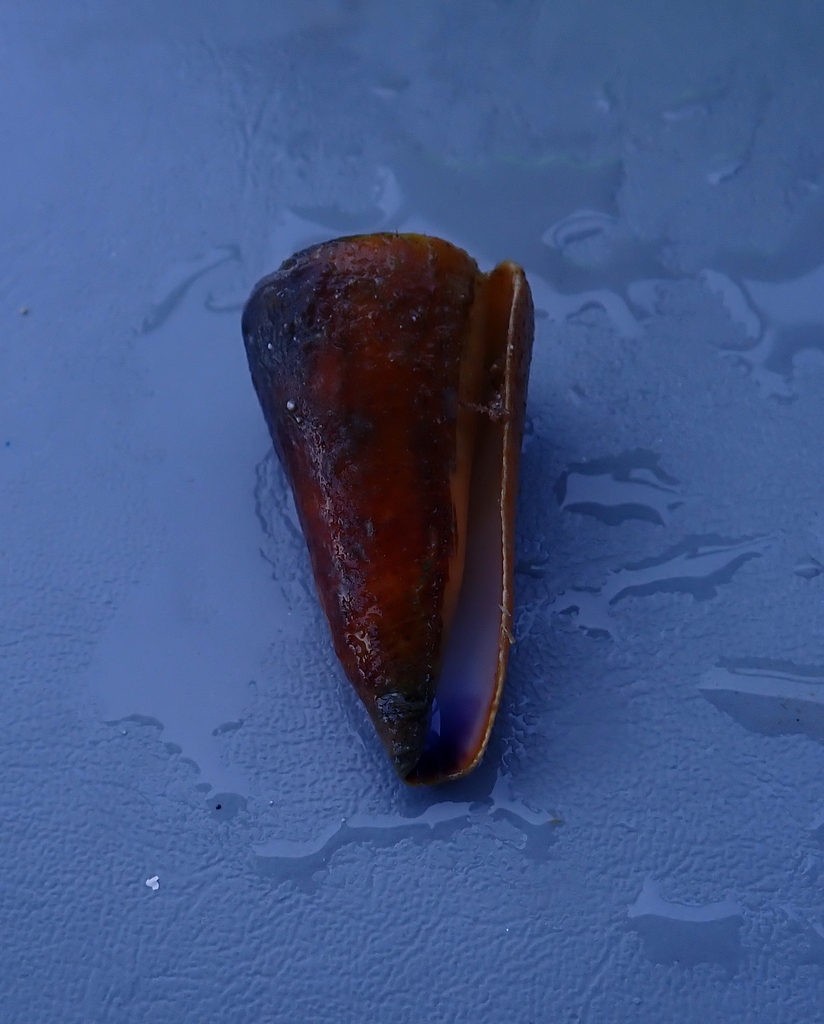 Emaciated Cone from Ellison Reef on November 8, 2025 at 11:36 AM by ...