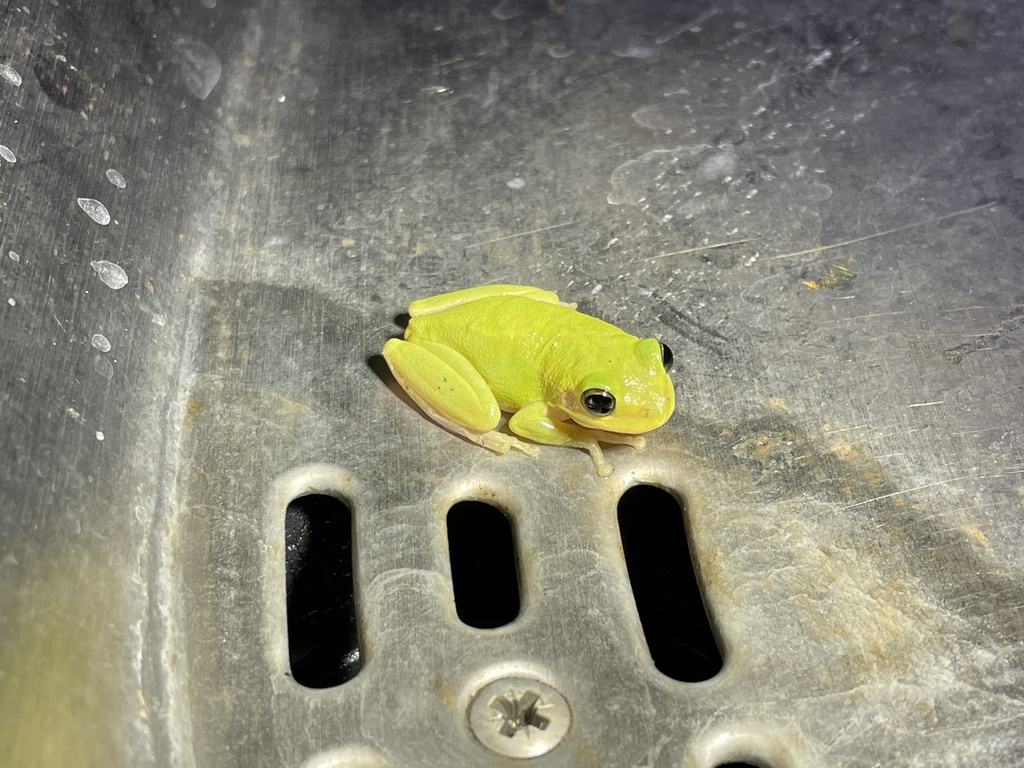 Squirrel Tree Frog in November 2025 by Pin-Tsen JIN · iNaturalist
