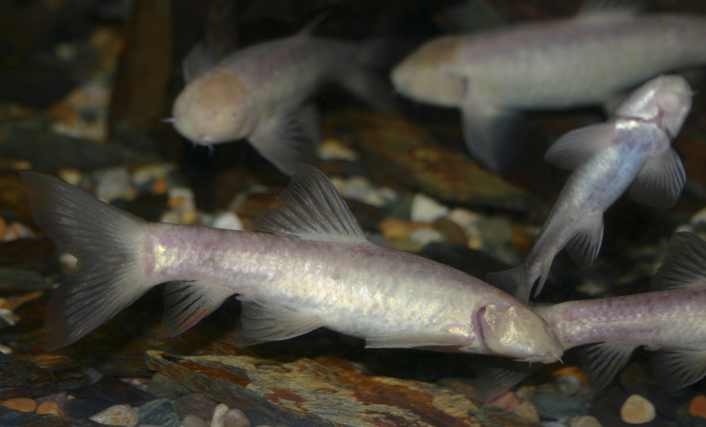 Garras (Garra) - Marine Life Identification
