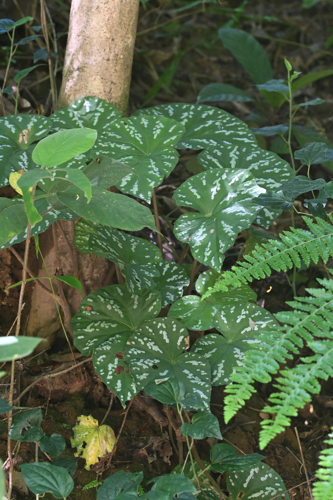Begonia handelii from 中国云南省临沧市沧源佤族自治县 on November 15, 2025 at 11:57 AM ...