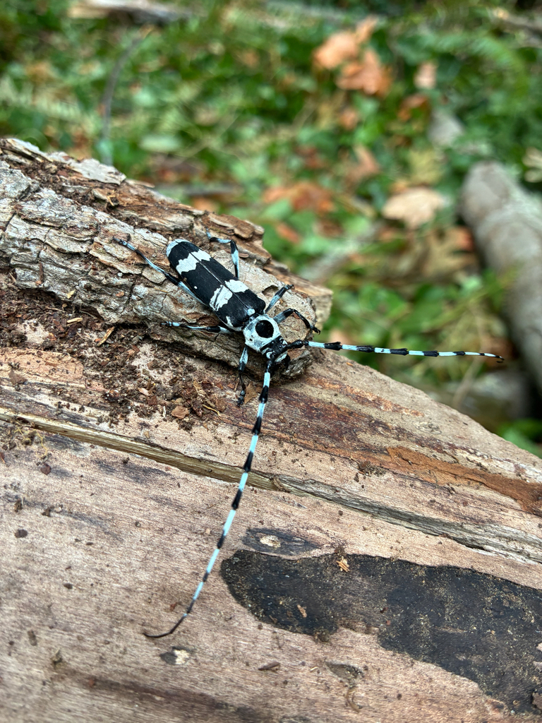 Banded Alder Borer from Wing Point Way NE, Bainbridge Island, WA, US on ...