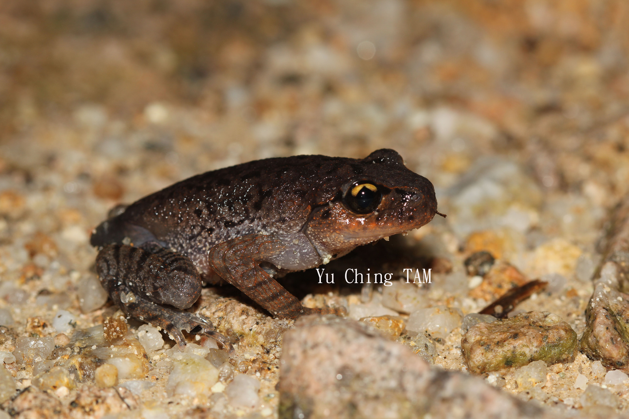 Leptobrachium liui (Pope, 1947)