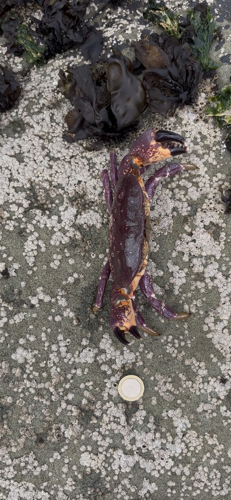 Purple crab from Caleta Cocholgue, Tomé, Región del Biobío, CL on ...