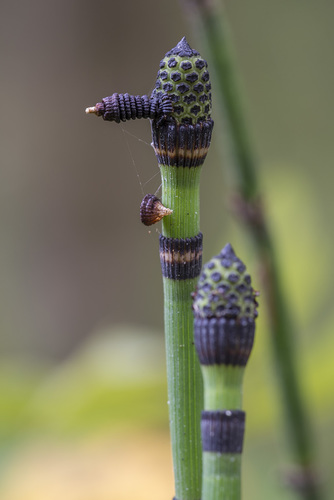 Caña carricillo (plantas silvestres en la Ciudad) · iNaturalist