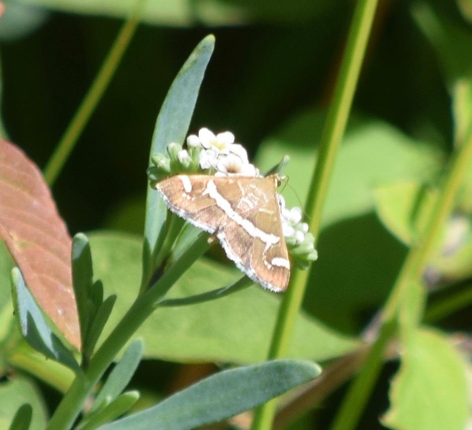 Hawaiian Beet Webworm Moth from Zona Hotelera, San José del Cabo, B.C.S ...