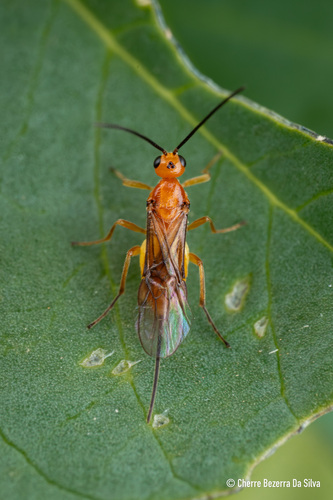 Bracon vulgaris · iNaturalist