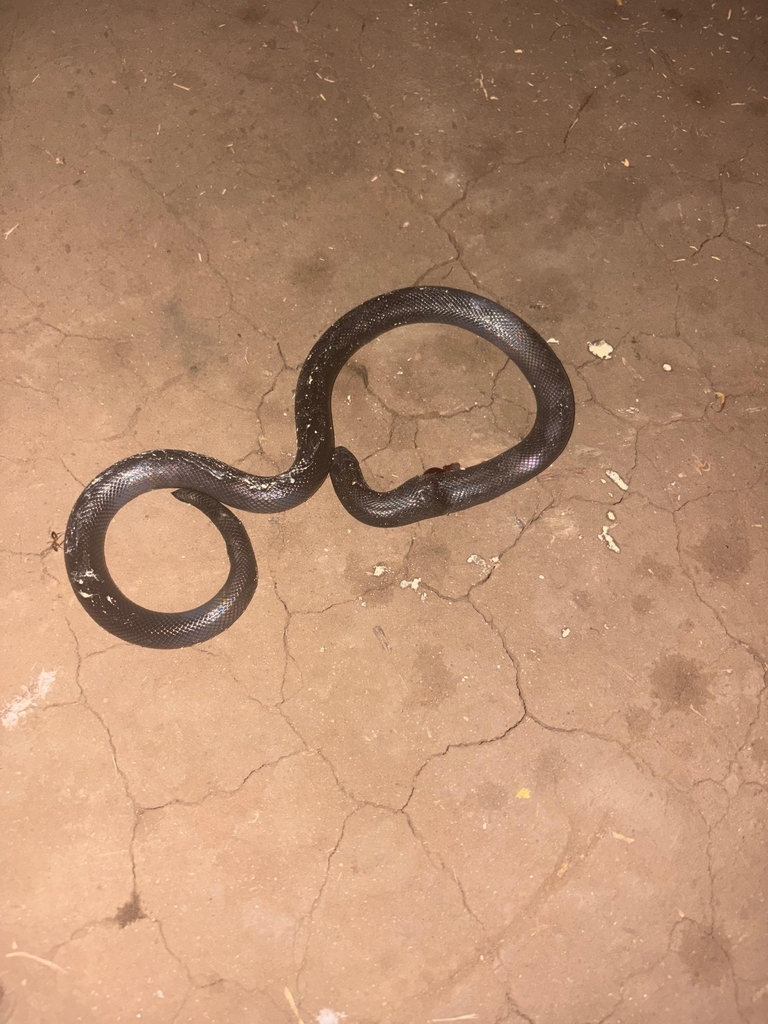 Phillips' Burrowing Asp from 8XFG+C2R Boma National Park, South Sudan ...