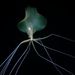 Bigfin Squids (Genus Magnapinna) · iNaturalist