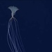 Bigfin Squids (Genus Magnapinna) · iNaturalist