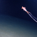 Bigfin Squids (Genus Magnapinna) · iNaturalist