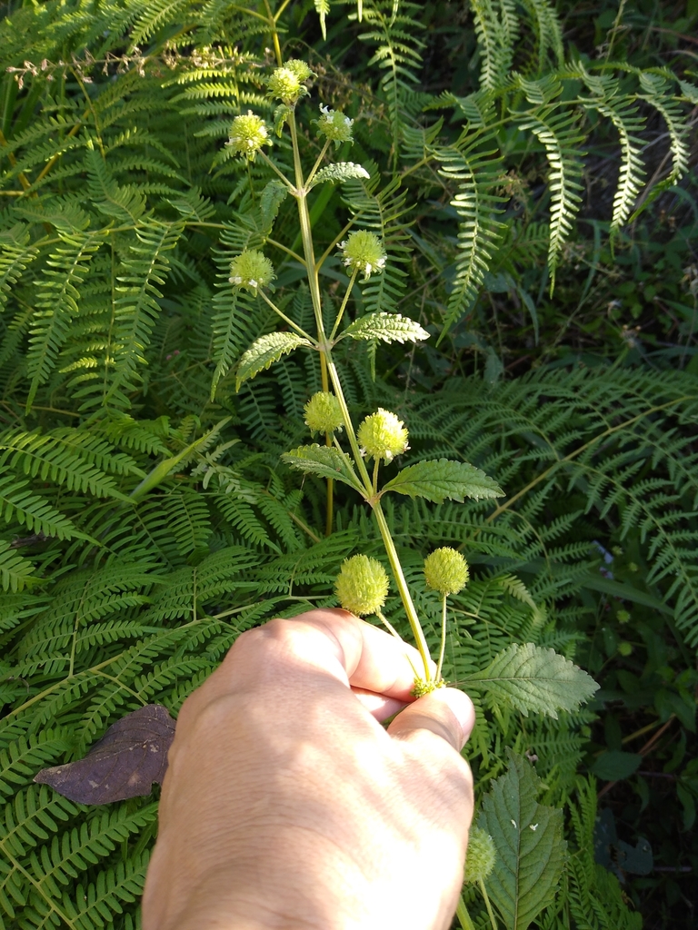 false ironwort from Sevilla, CO-VC, CO on January 11, 2020 at 08:42 AM ...