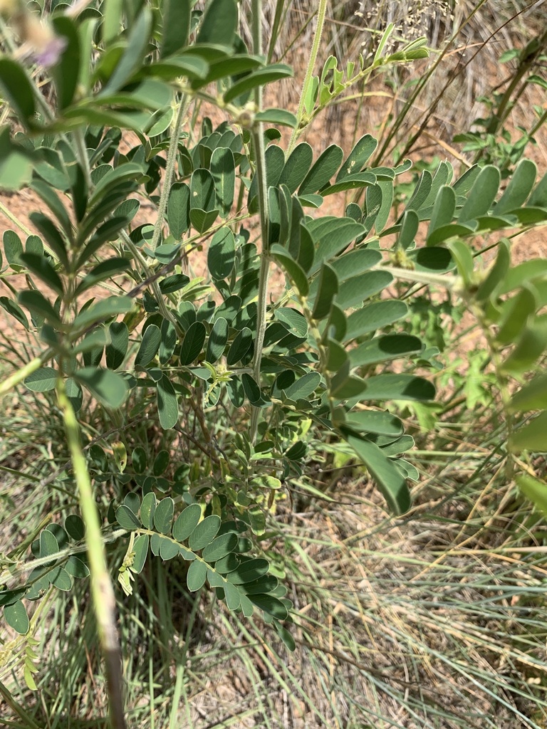 (Tephrosia rhodesica) - Botanical Realm