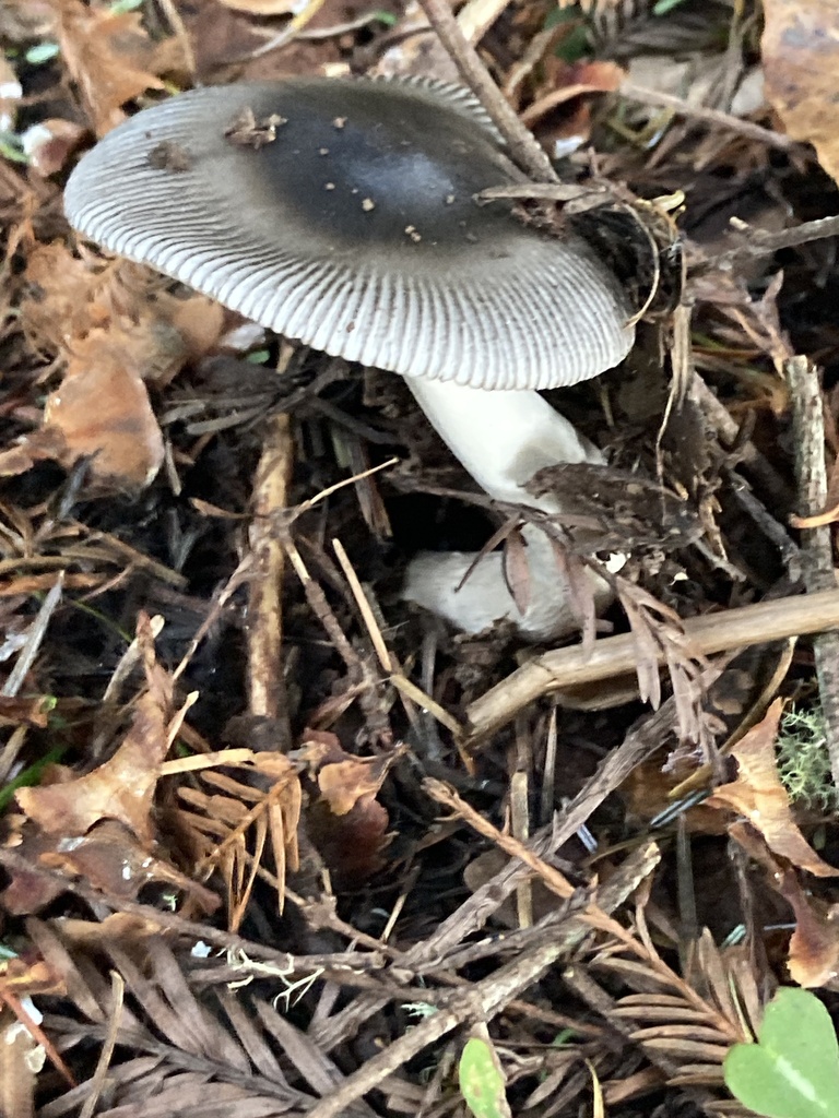 Western Grisette from Peppertree Ln, Ferndale, CA, US on November 27 ...