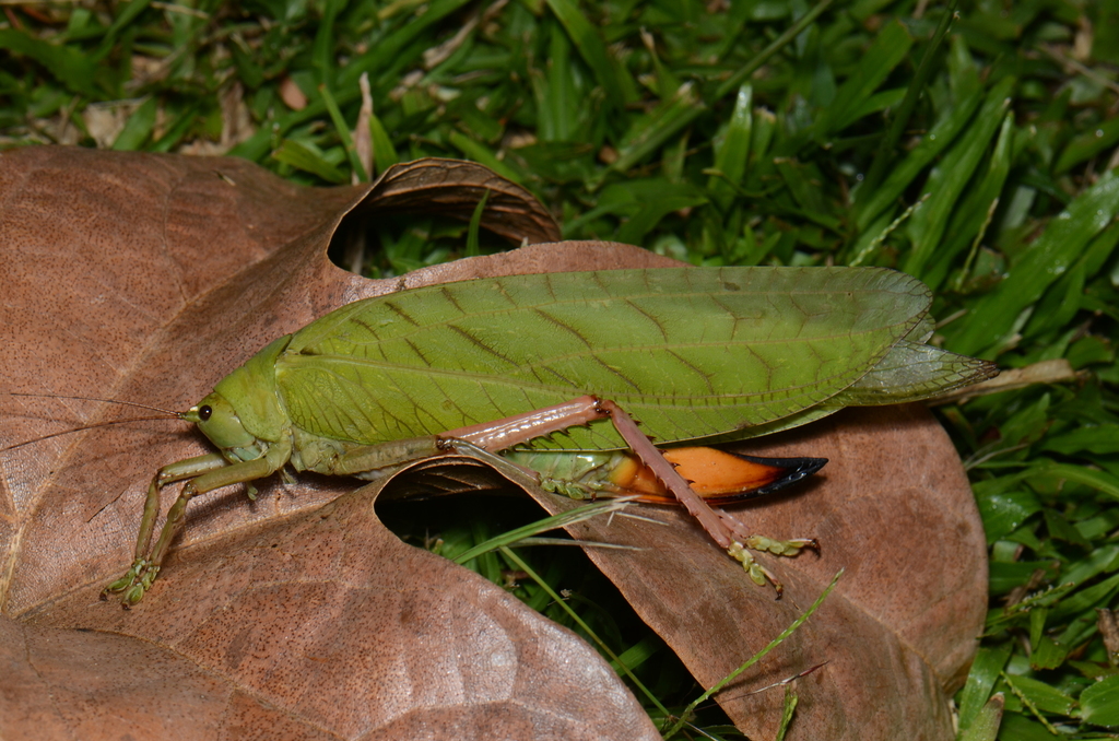 Chloracris prasina from Mulu Airport, Sarawak, Malaysia on July 18 ...