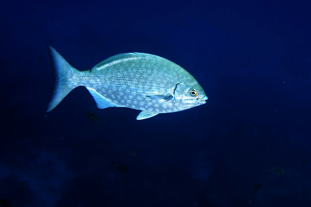 Bermuda Chub (Kyphosus sectatrix) - Marine Life Identification